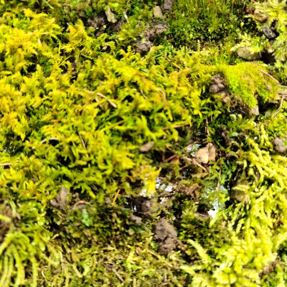 Accents | Live Moss Assortment For Fairy Graden Terrium | Poshmark